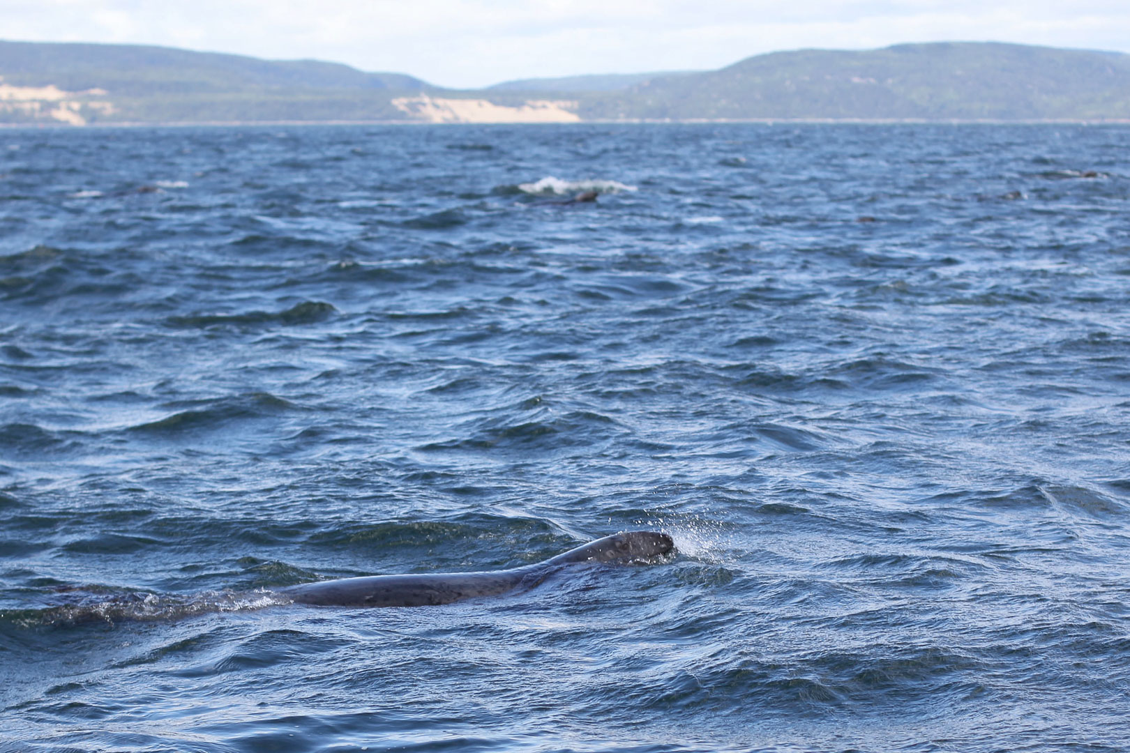 animaux marins-1 - On met les voiles | Blog voyage en France et autour ...
