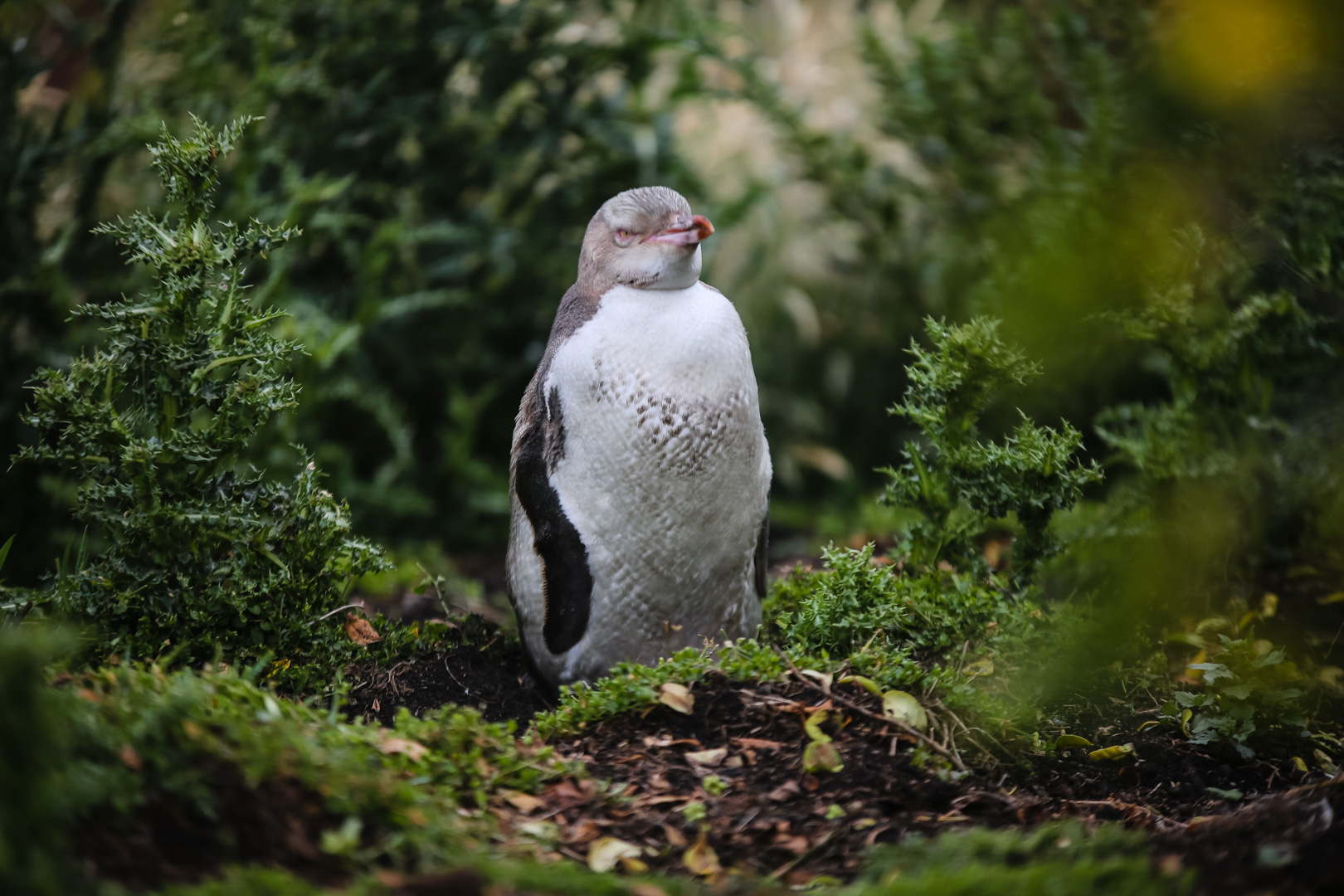 animaux marins-13 - On met les voiles | Blog voyage en France et autour ...