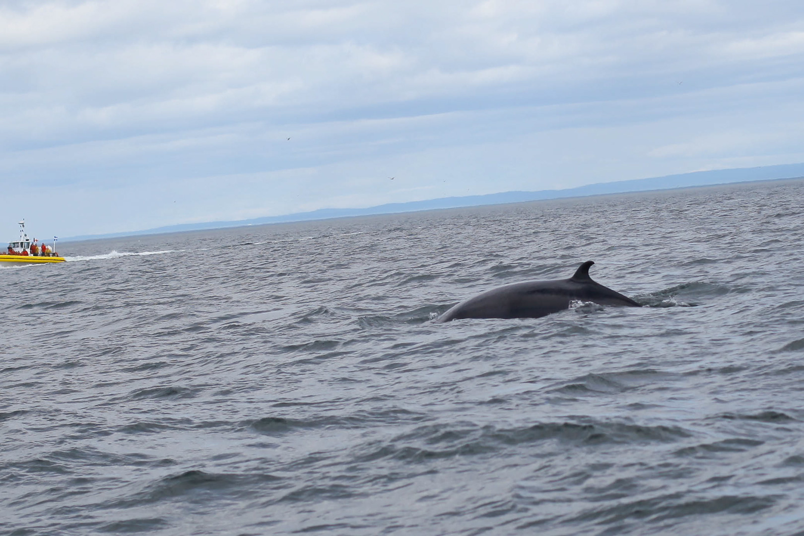 animaux marins-3 - On met les voiles | Blog voyage en France et autour ...