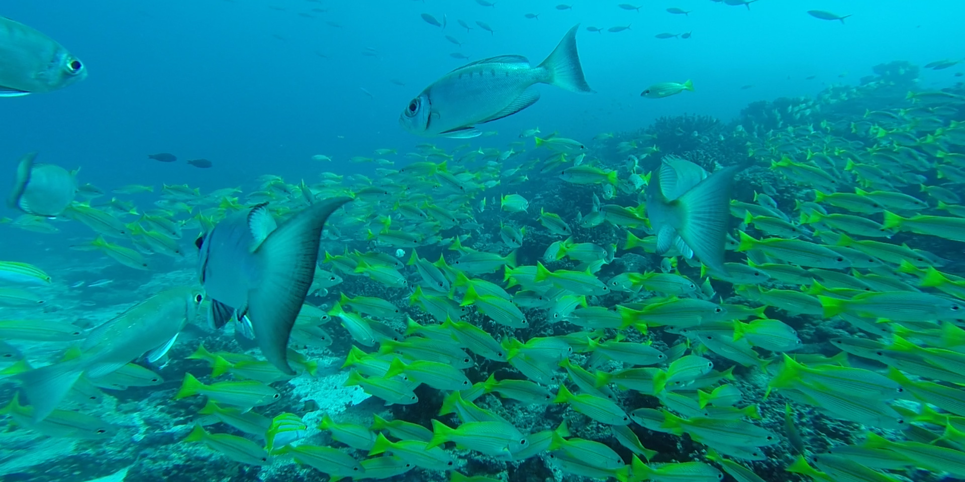 animaux marins-31 - On met les voiles | Blog voyage en France et autour ...
