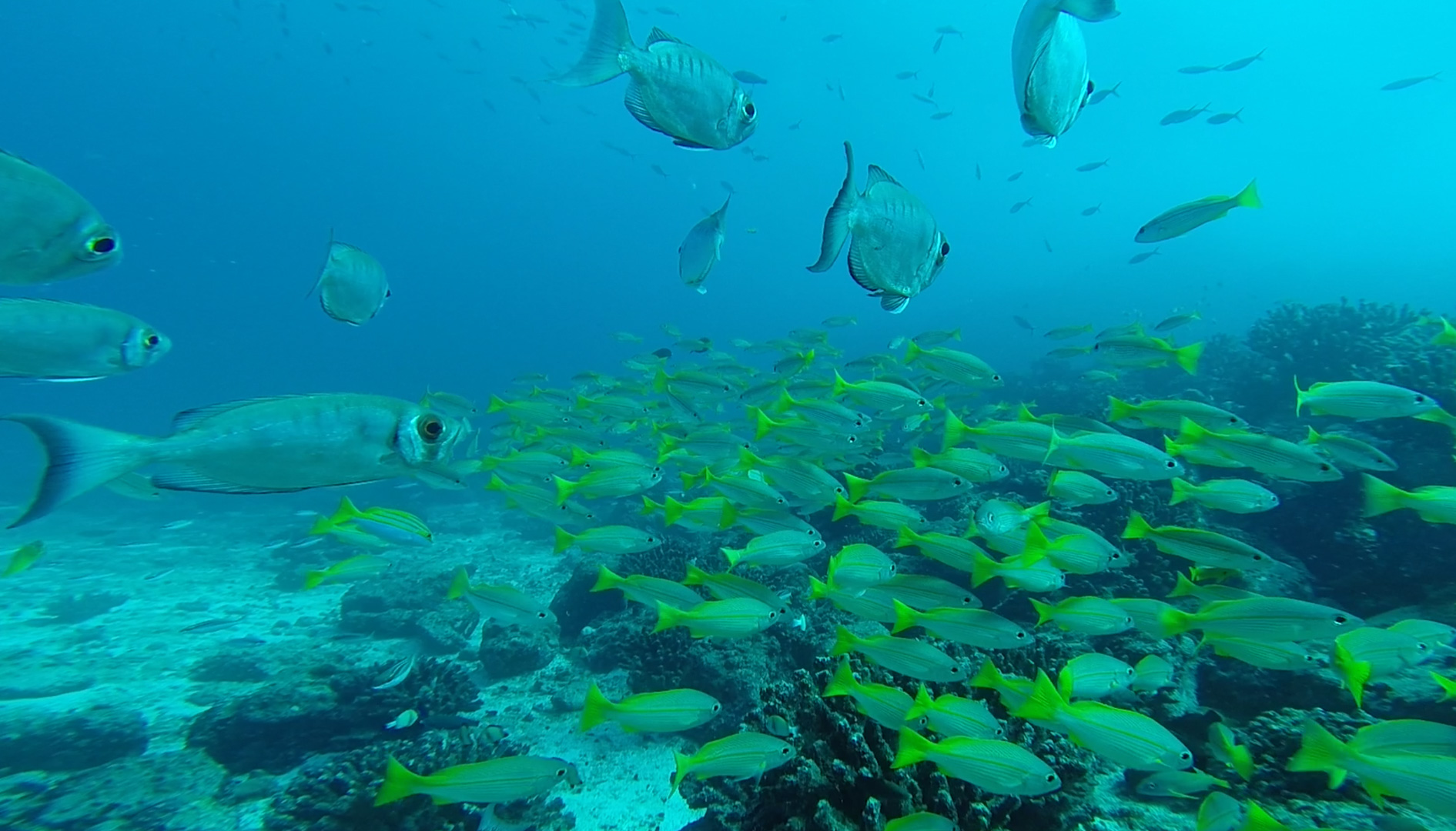 animaux marins-32 - On met les voiles | Blog voyage en France et autour ...