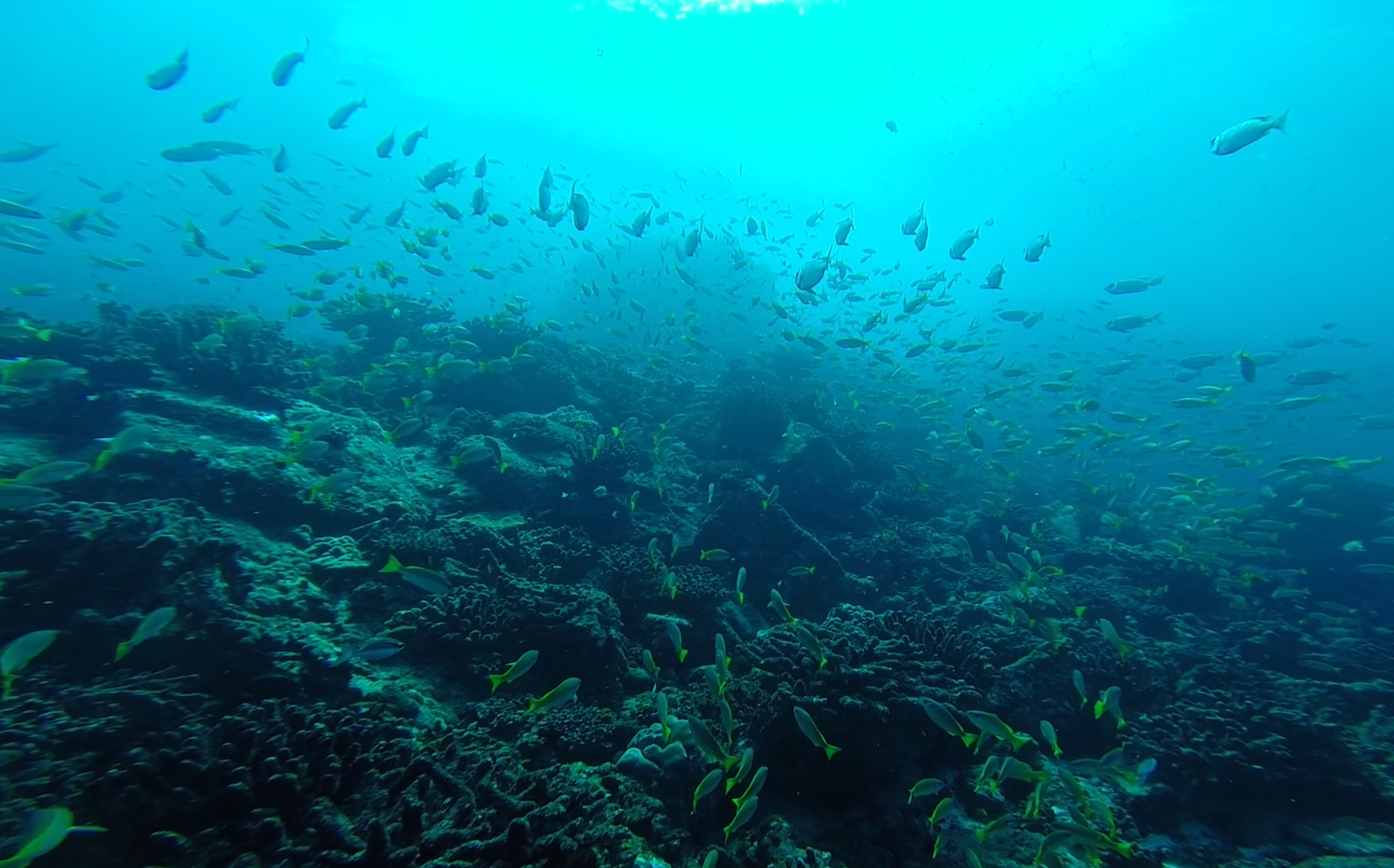 animaux marins-33 - On met les voiles | Blog voyage en France et autour ...