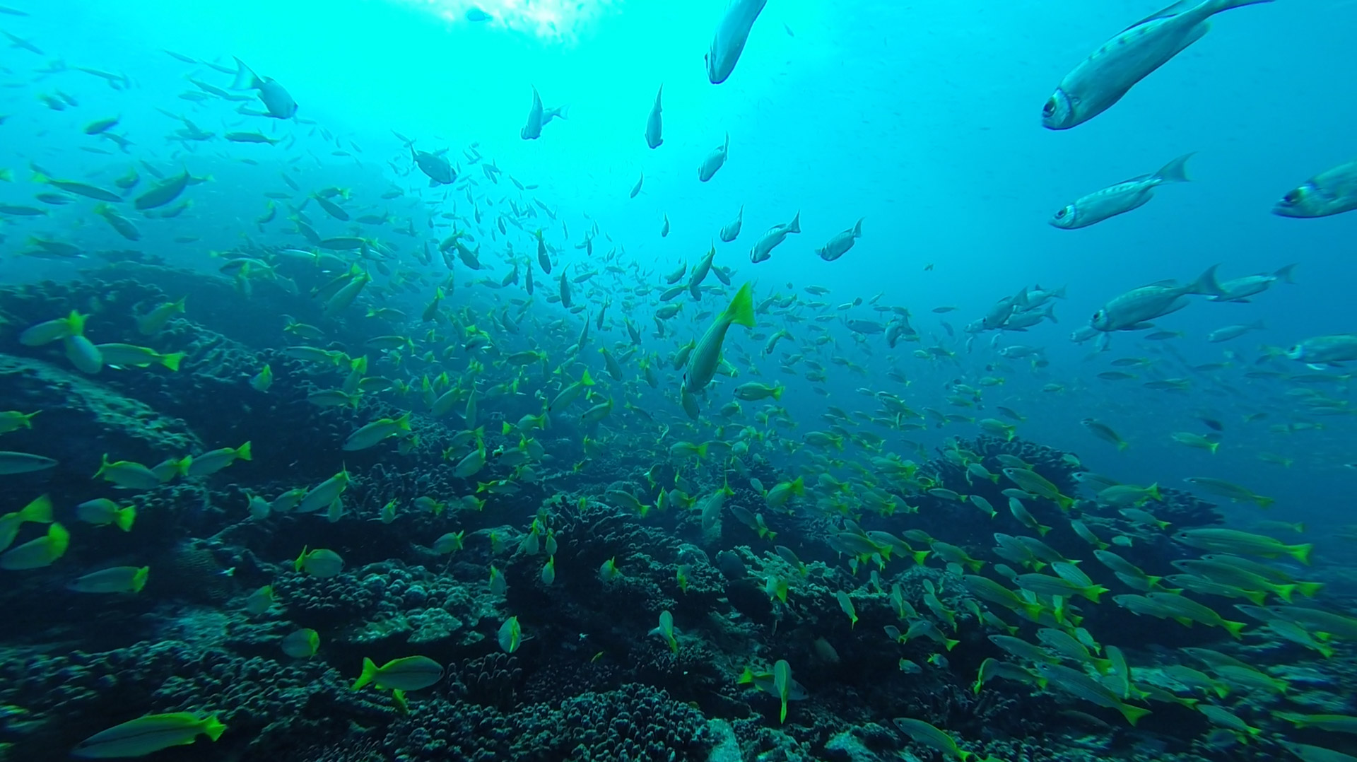 animaux marins-34 - On met les voiles | Blog voyage en France et autour ...