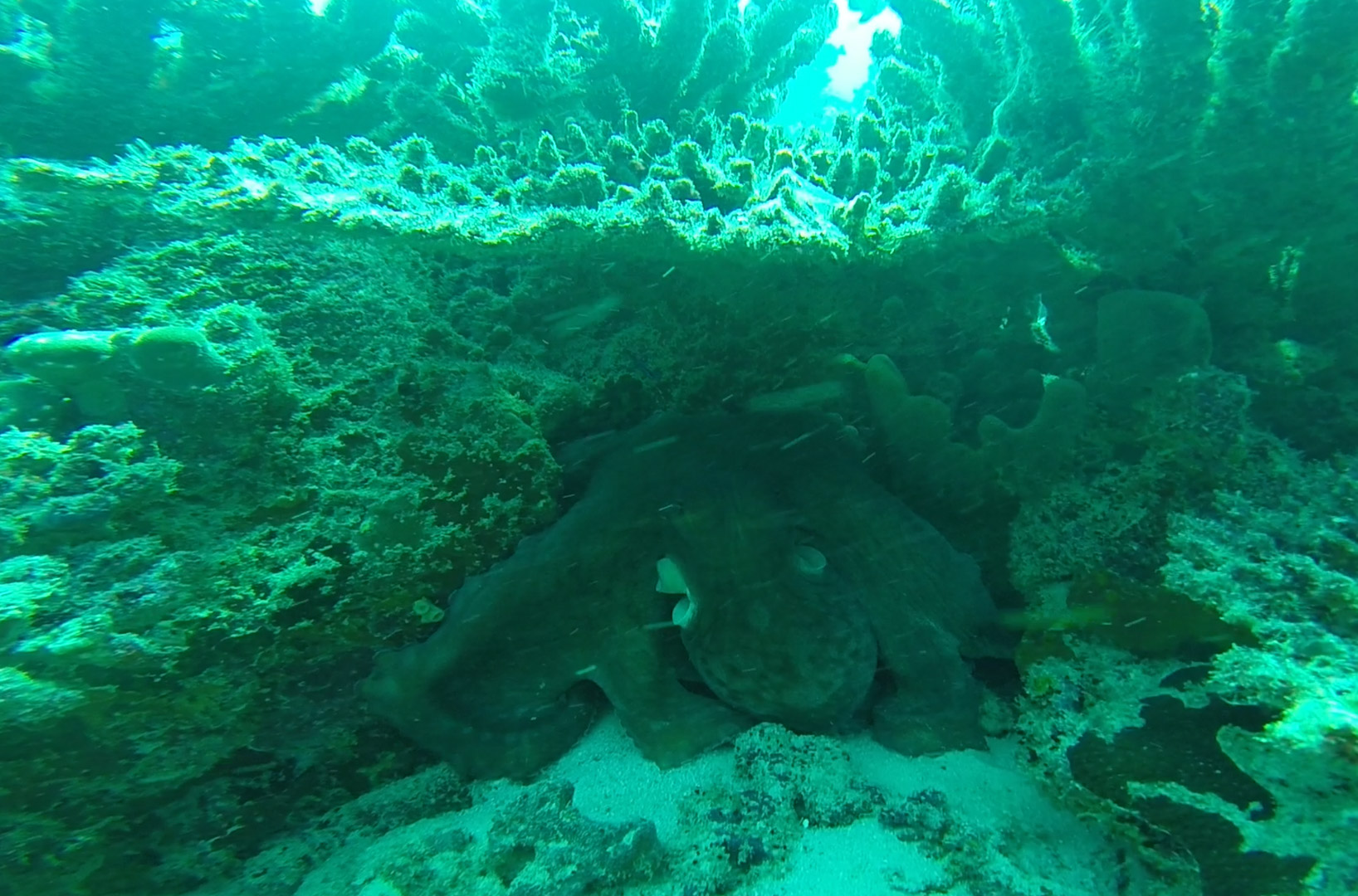 animaux marins-39 - On met les voiles | Blog voyage en France et autour ...