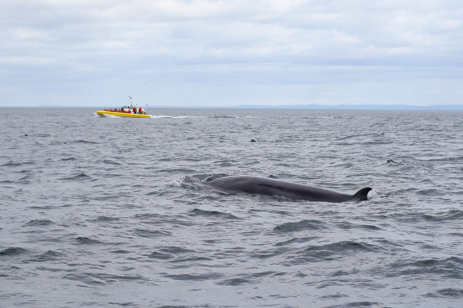 quebec animaux marins - On met les voiles | Blog voyage en France et ...