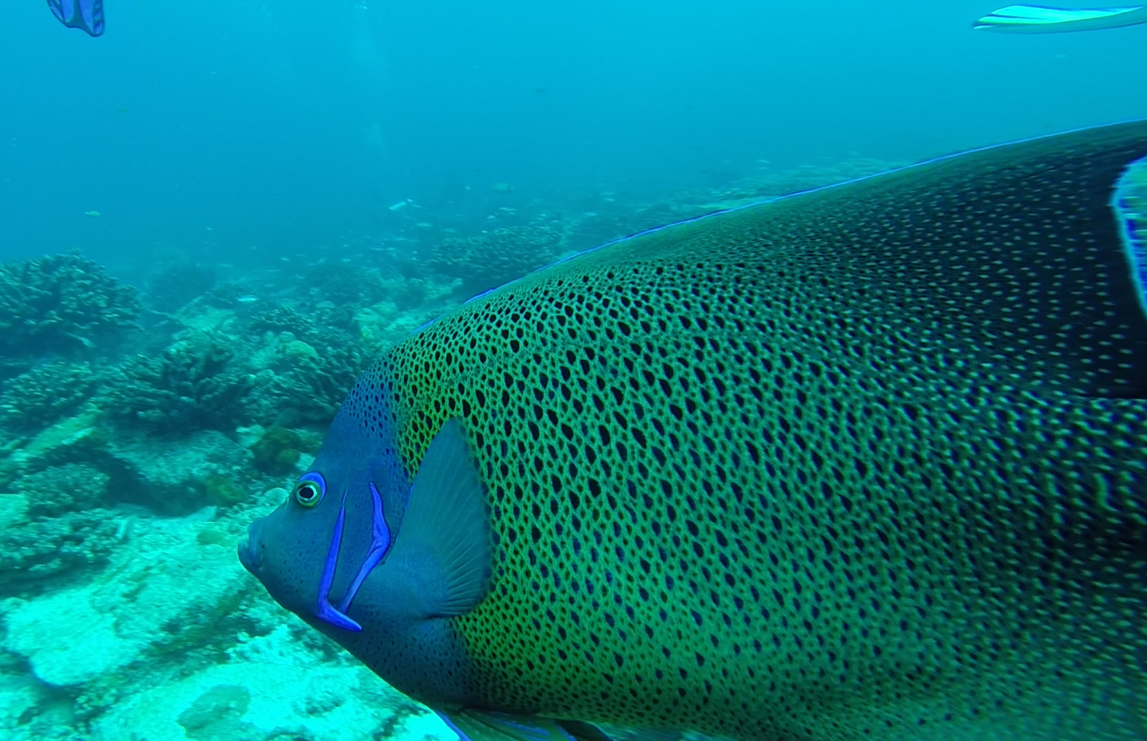 Bahamas animaux marins - On met les voiles | Blog voyage en France et ...