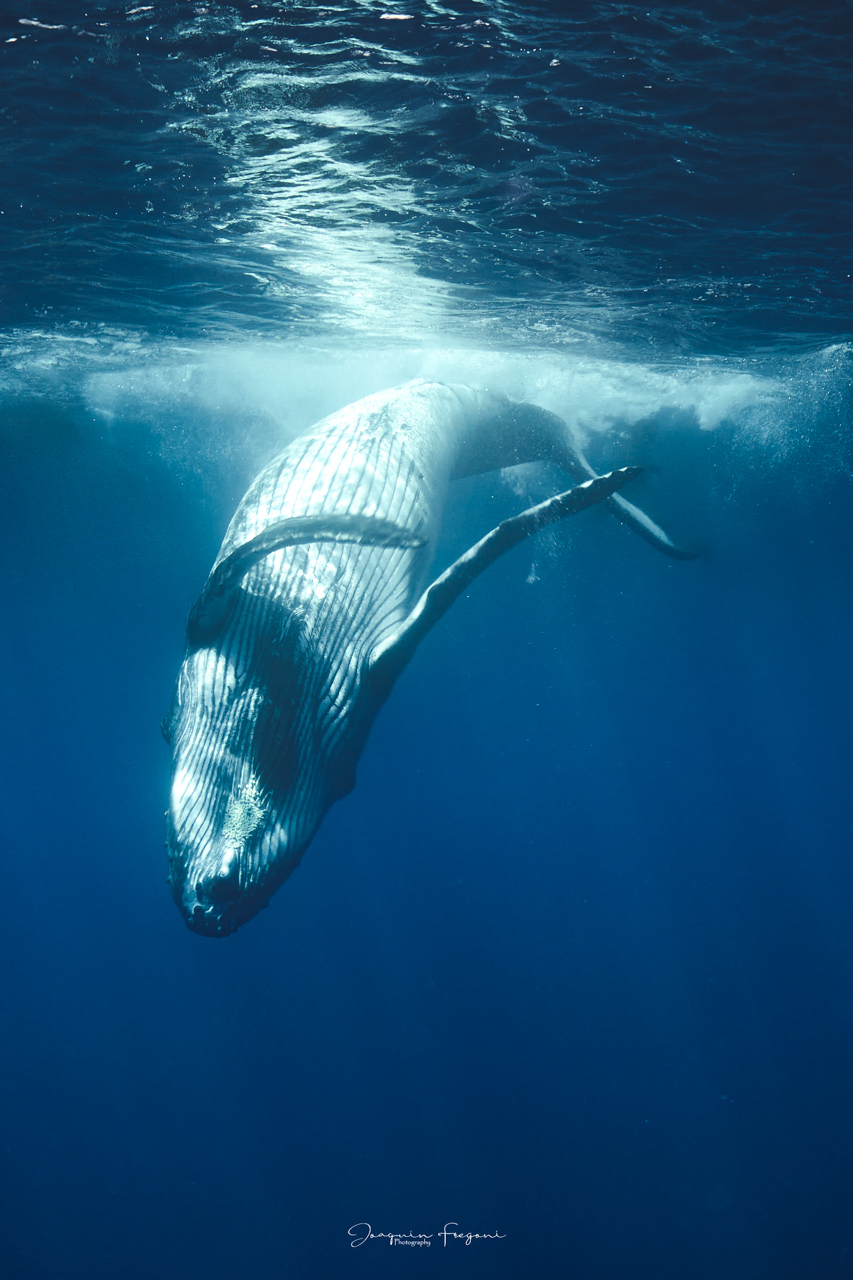 baleines Moorea-13 - On met les voiles | Blog voyage en France et ...