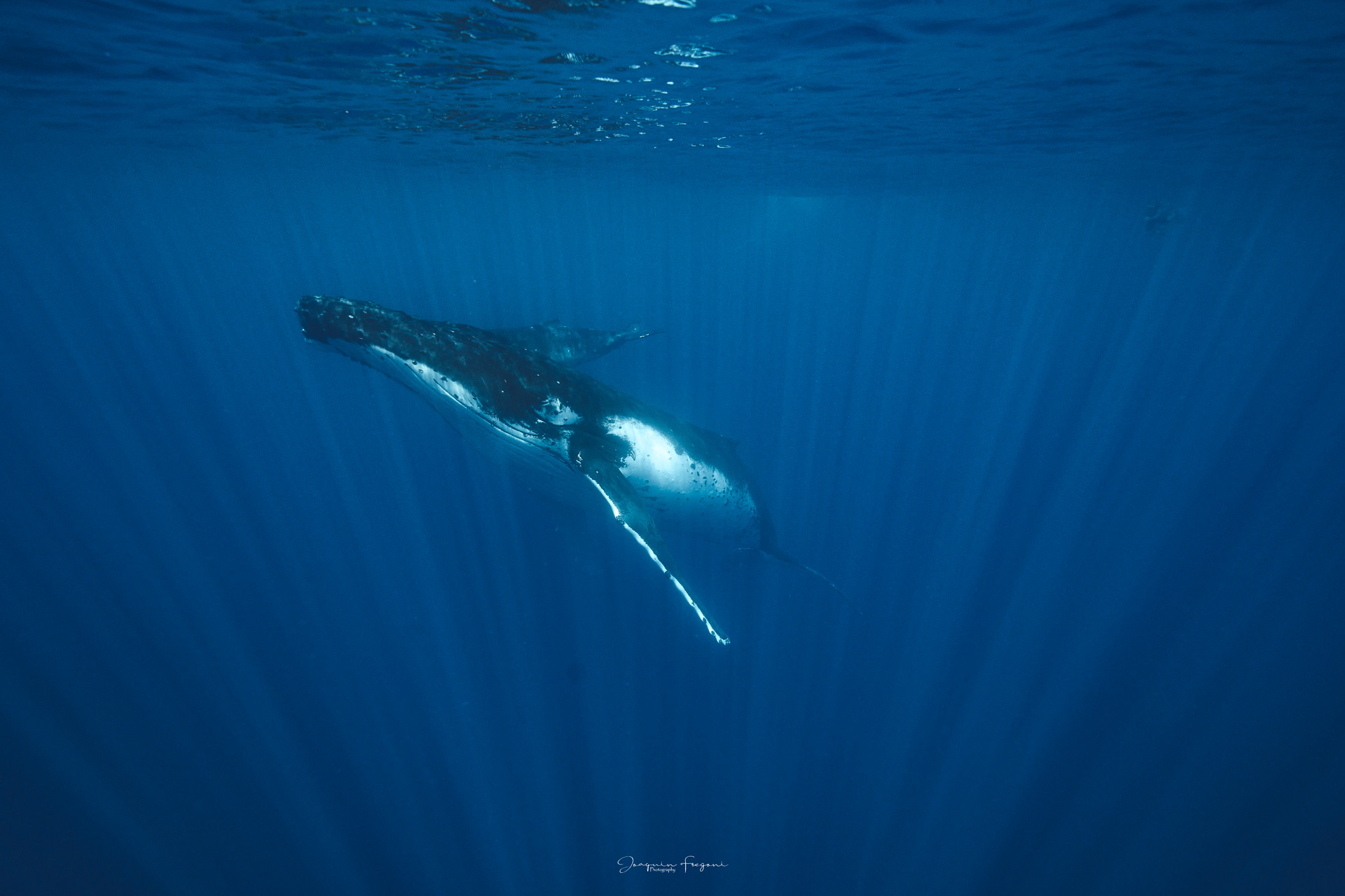 baleines Moorea-6 - On met les voiles | Blog voyage en France et autour ...