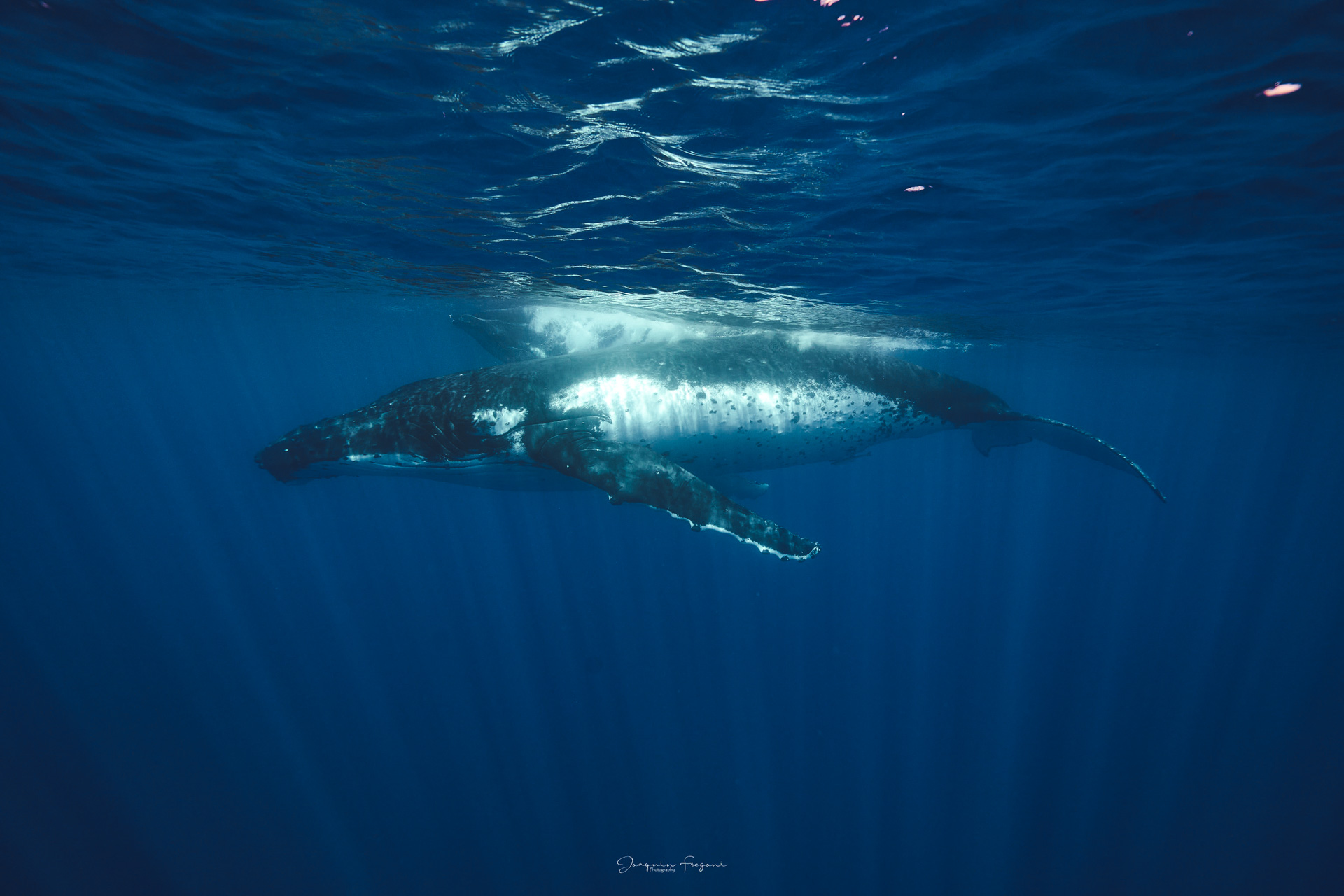 baleines Moorea-8 - On met les voiles | Blog voyage en France et autour ...